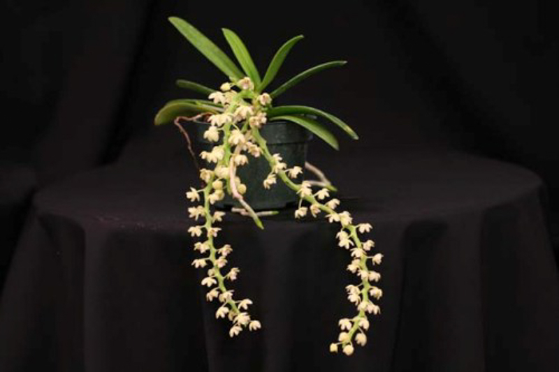 Other Vanda Photographs